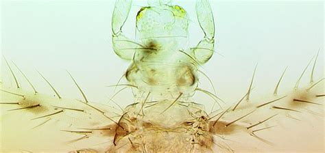 Factsheet Scolothrips Sexmaculatus