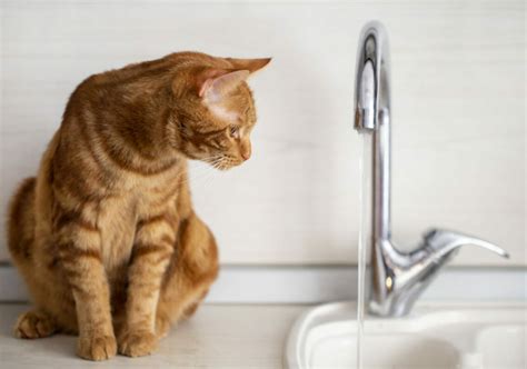 ¿por Qué A Los Gatos Les Gusta Tomar Agua En Movimiento