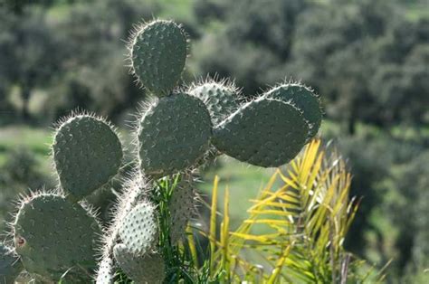 Nopal Salade De La Cuisine Du Jardin