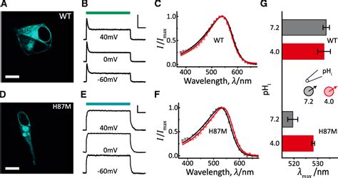 Gloeobacter Violaceus Semantic Scholar