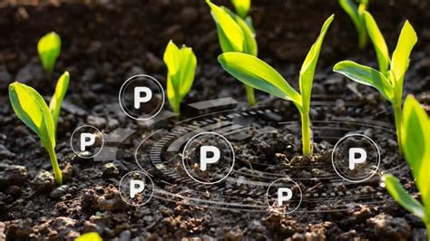 Potencializando A Fertilidade Do Solo Inoculantes Biológicos