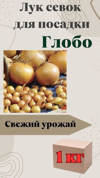 Лук севок для посадки Глобо, 1 кг купить на OZON по низкой цене ...