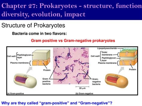 Ppt Understanding Prokaryotes Structure Function Diversity And Evolution Powerpoint
