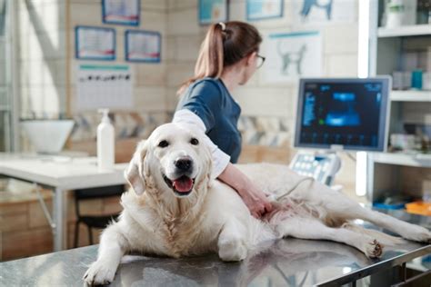 Pancreatitis en perros causas síntomas y tratamiento Blog