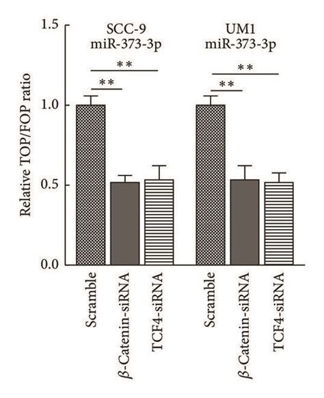Mir 373 3p Activates The Wntβ Catenin Signaling Pathway A Topfop