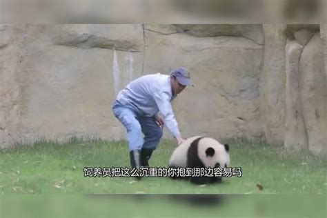 不想回家的熊猫宝宝，跟饲养员杠上了，太搞笑了！熊猫宝宝