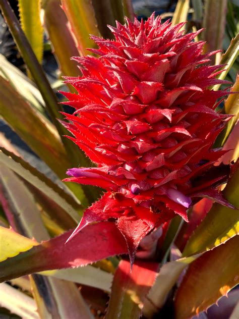Red Pineapple Plant Miami Fruit