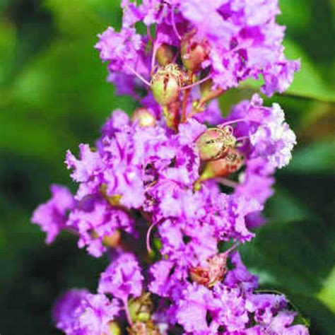 Crepe Myrtle Plant Seeds Usa Seed Village