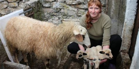 Ovca Pramenka Ojanjila četvorke Stočarstvo