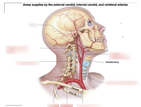 Carotid Arteries Diagram Quizlet