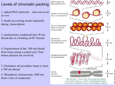 3 Structure And Function Of The Cell Nucleus Flashcards Quizlet