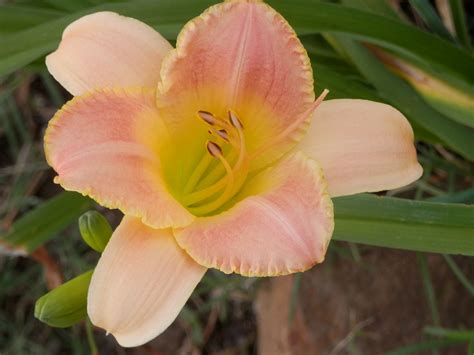 Peachy Lily