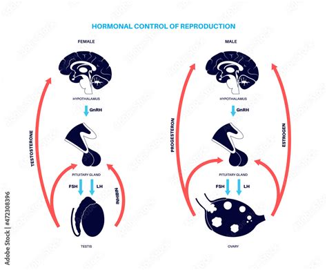 Female Reproductive Hormones