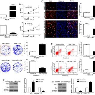MiR 1204 Promotes Cell Viability Proliferation Colony Formation And