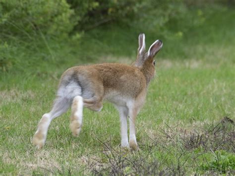 エゾユキウサギ