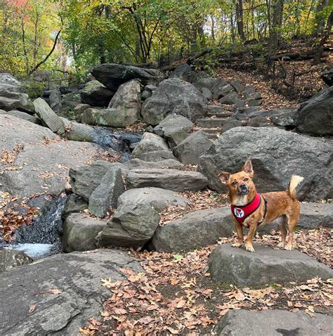 10 Best Dog Friendly Hiking Trails In New York Jet Set Pets