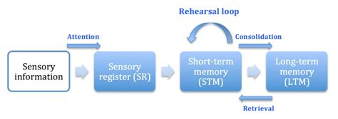 Multi Store Model Of Memory Reference Library Psychology Tutor2u