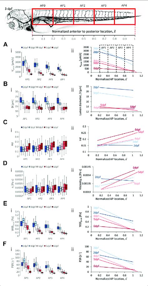 Developmental Trends Of Morphological And Hemodynamic Quantities In