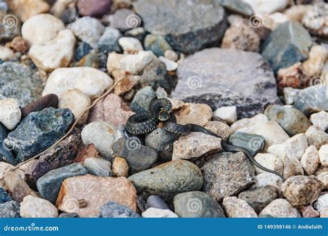 Big Cute Grass Field Royalty Free Stock Image