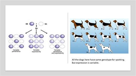 Basic Genetics For A Layman Short And Simple Wisethalamus