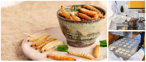 Determination Of Chitin In Insects