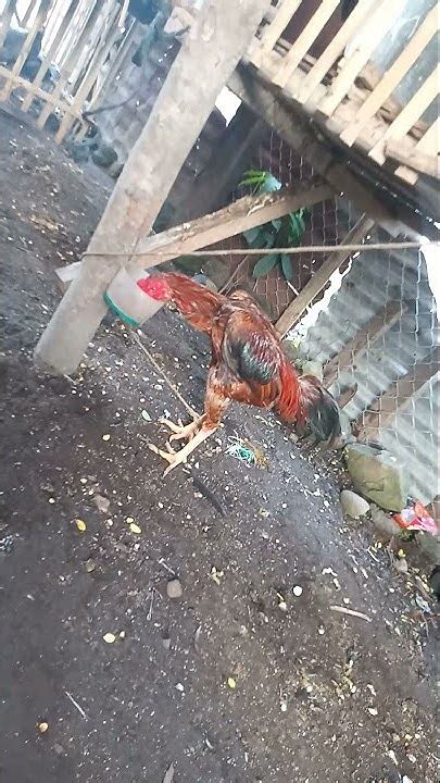 Tulabong Bc Indian Bicol 2wins Youtube