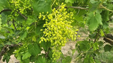 العنب البناتي وملاحظات مهمة بعد انتهاء التحجيم في التسميد والمكافحة للحصول علي إنتاجية عالية