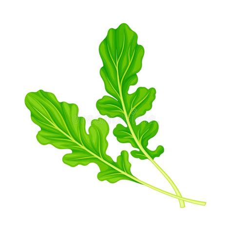 Rocket Leaf Vegetable Or Salad Greens As Plant With Edible Leaves