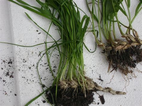 Wheat Straw Growing In My New Grass Lawn Care Forum