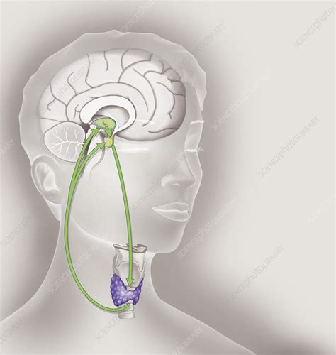 Thyroid Regulation Illustration Stock Image C0246017 Science