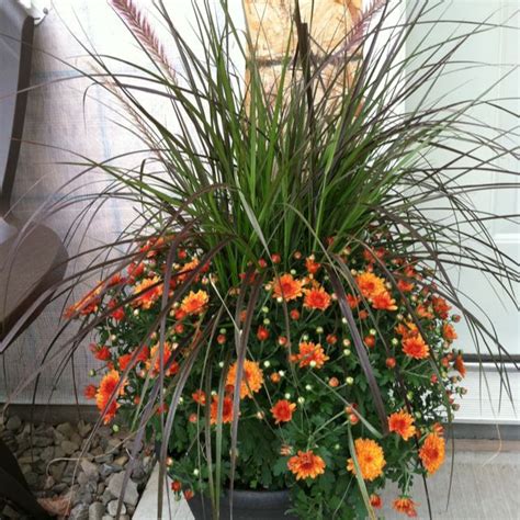 Mum and ornamental grass | Ornamental grasses, Container gardening ...