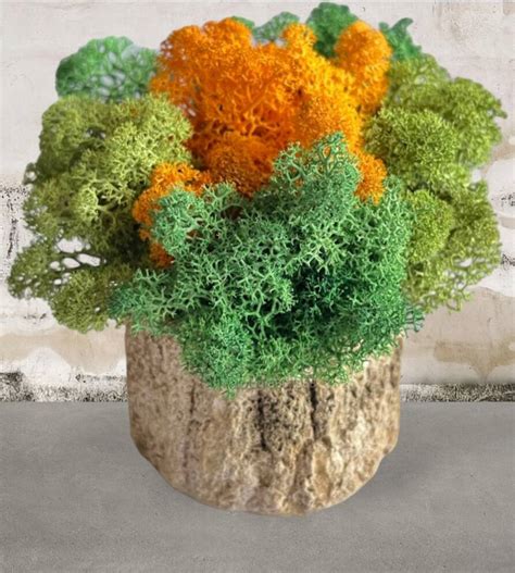 Кашпи със скандинавски мъх Друго ръчна изработка Ръчно изработени Кашпи ”Пънче” със ск