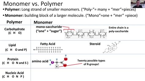 Monomers Vs Polymers Youtube