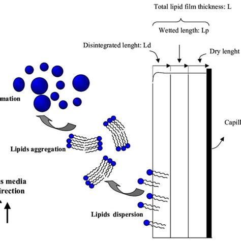 Process Flow Sheet For The Cationic Liposome Production Based On The