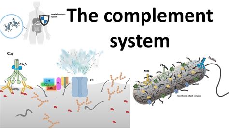 The Complement System Classical Pathway Youtube