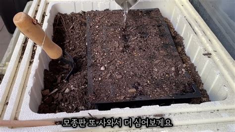 뉴질랜드 해밀턴 초미니 브이로그 87 다시 돌아온 가드닝의 계절 깻잎 모종 방울토마토 키우기 싹 틔우기
