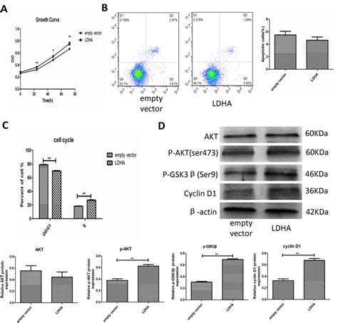 Gh3 Cells Cycle Progression Promoted By Ldha Is Mediated By