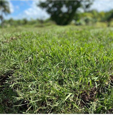 Fresh Sod
