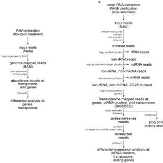 Figure Supplement Pipeline Of Small RNA And RNA Sequencing Download Scientific Diagram