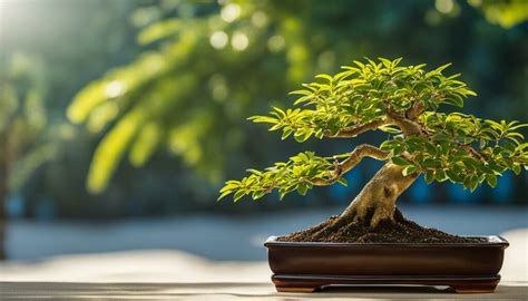 Bonsai Tree Species Profile The Graceful Sageretia Theezans
