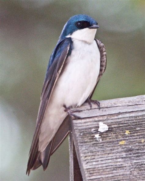 Tree Swallows And Their Nestlings Focusing On Wildlife