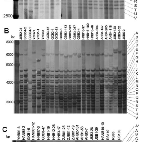 Transcriptional Activator Like Effector Tale Genotypes Of Xanthomonas