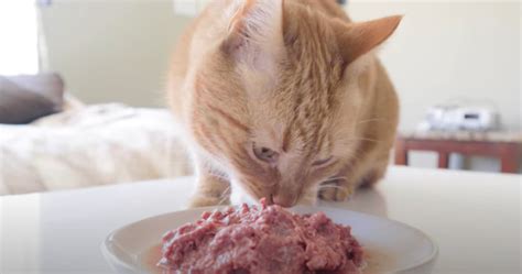 How To Warm Up Refrigerated Cat Food Kittenwiki