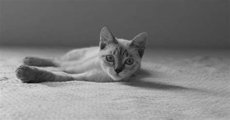 8 Ciri Kucing Terkena Rabies Berisiko Kematian