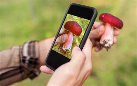 Best Mushroom Identification Apps For IOS And Android GroCycle