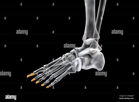 Distal Phalange Bones Of The Foot Illustration Stock Photo Alamy