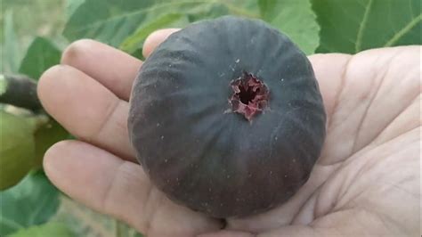 มะเดื่อฝรั่งคุโรมิสุ ผลดกผลใหญ่ เป็นมะเดื่อฝรั่งอีก1สายพันธุ์ที่น่าทำผลมากๆครับ มะเดื่อฝรั่ง