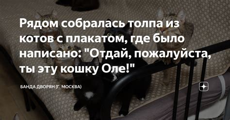 Рядом собралась толпа из котов с плакатом где было написано Отдай