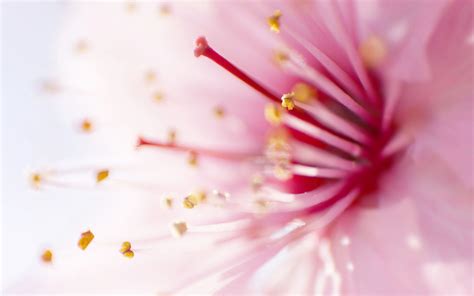 Pink Flowers 10 Macbook Pro Wallpaper Download Allmacwallpaper