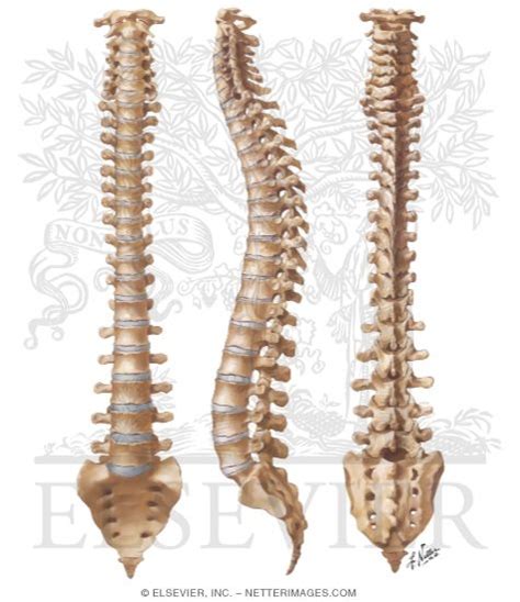 Frank Netter Spine